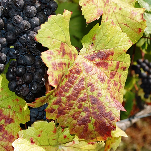 Recognizing and Managing Common Grapevine Virus Diseases in Texas ...