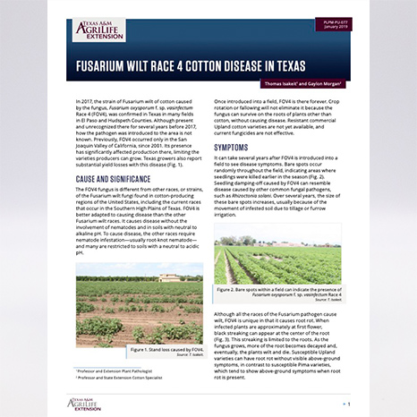 Fusarium Wilt Race 4 Cotton Disease In Texas | Publications | AgriLife ...