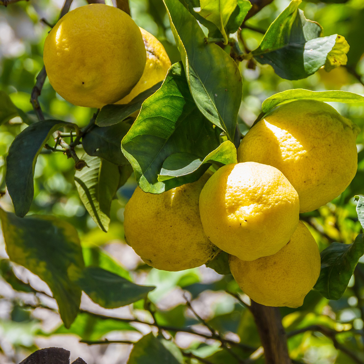 Citrus Greening | Publications | AgriLife Learn