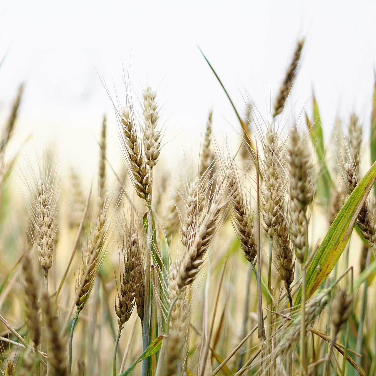 Bacterial Streak and Black Chaff in Small Grains | Publications ...