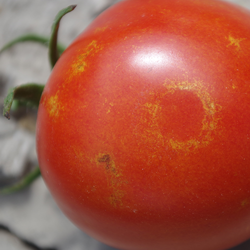 Tomato Spotted Wilt Virus | Publications | AgriLife Learn