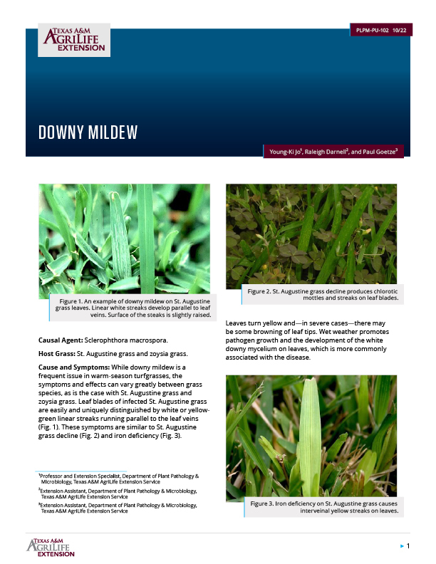 Plant Disease Handbook: Downy Mildew | Publications | AgriLife Learn