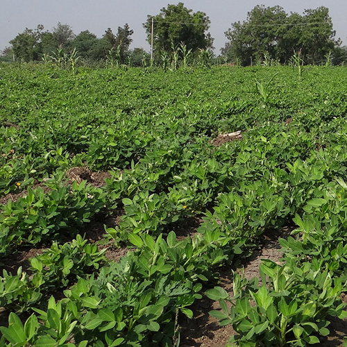 Bacterial Early Decline Disease of Peanuts | Publications | AgriLife Learn