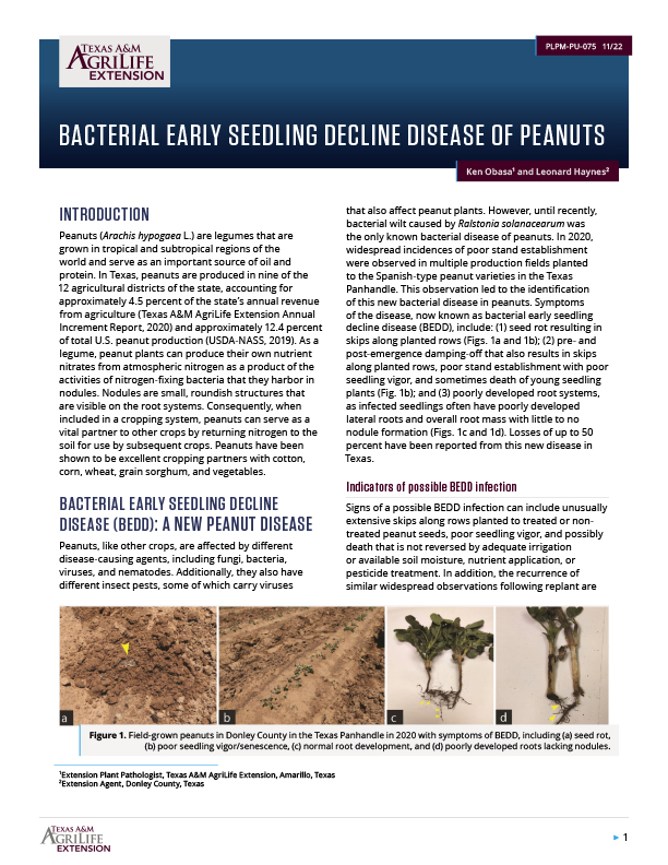 Bacterial Early Decline Disease of Peanuts | Publications | AgriLife Learn