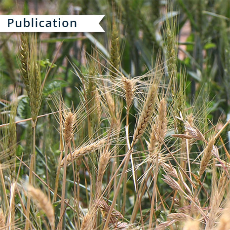 Insects, Pests, and Diseases | Texas A&M AgriLife Learn