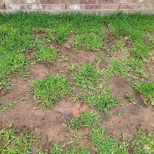 Uncovering the Mystery Behind Turf Loss this Spring | Publications ...