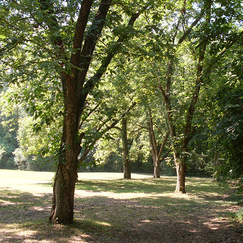 Prionus Root Borers Identified as Silent Pecan Tree Killers in East ...