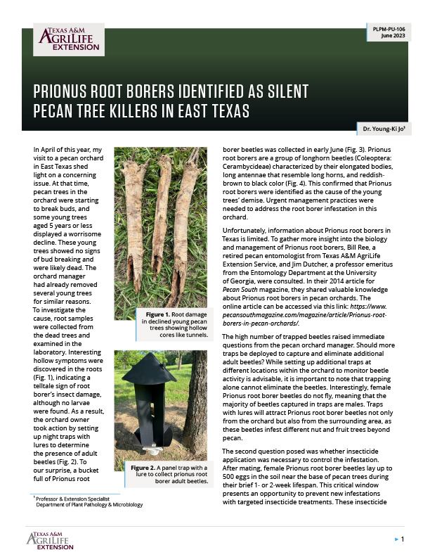 Prionus Root Borers Identified as Silent Pecan Tree Killers in East ...