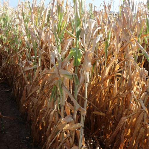 Late-Season Decline Disease of Corn | Publications | AgriLife Learn