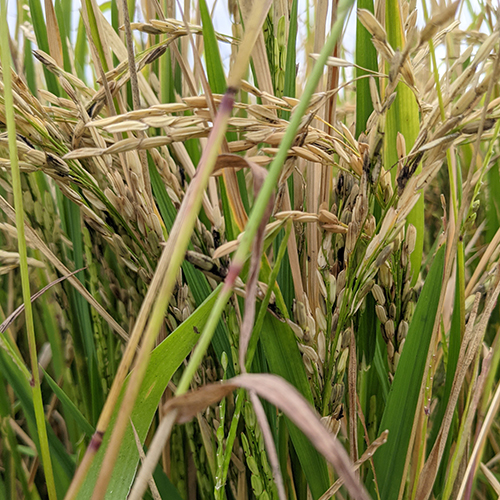 Rice Kernel Smut Factsheet | Publications | AgriLife Learn