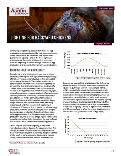 Lighting for Backyard Chickens | Publications | AgriLife Learn