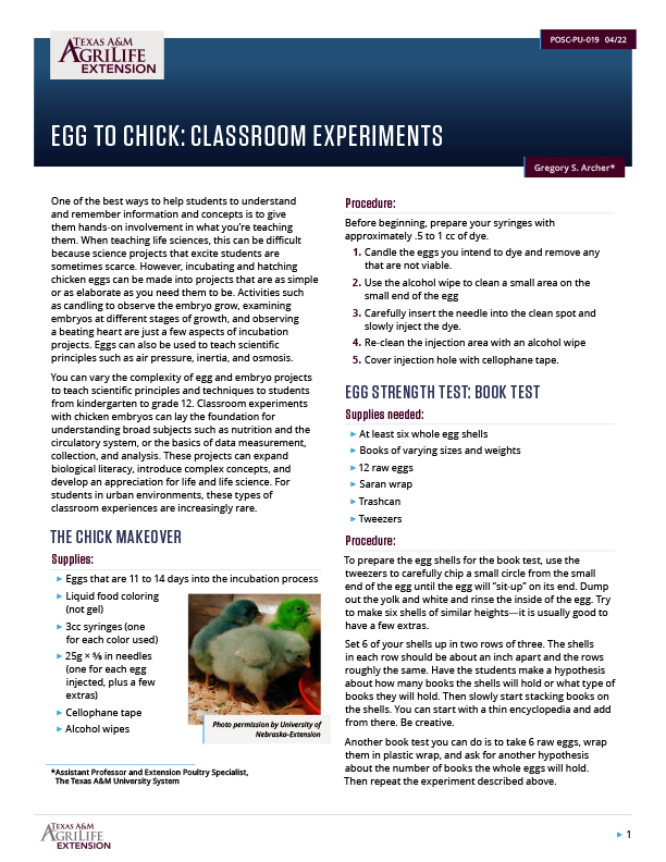 Egg to Chick: Classroom Experiments | Publications | AgriLife Learn