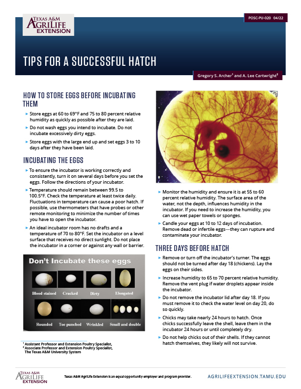 Hatching Eggs in the Classroom: Tips for a Successful Hatch ...
