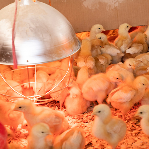Making a Brooder for Newly Hatched Chicks | Publications | AgriLife Learn