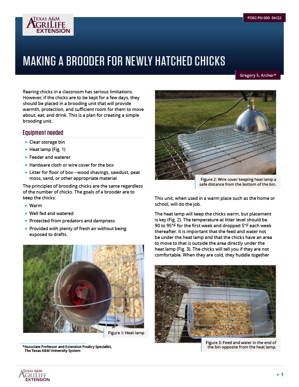 Making a Brooder for Newly Hatched Chicks | Publications | AgriLife Learn