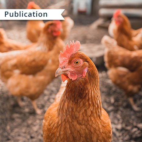 Animals and Livestock | Texas A&M AgriLife Learn
