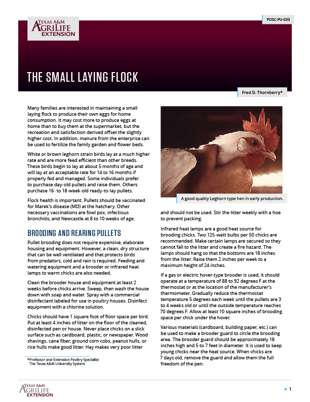 The Small Laying Flock | Publications | AgriLife Learn