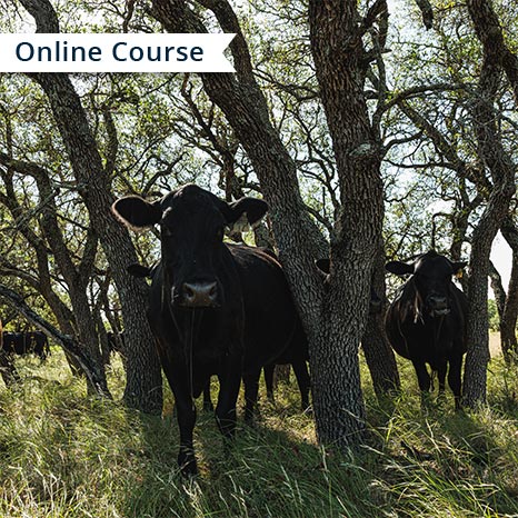 Courses | Texas A&M AgriLife Learn