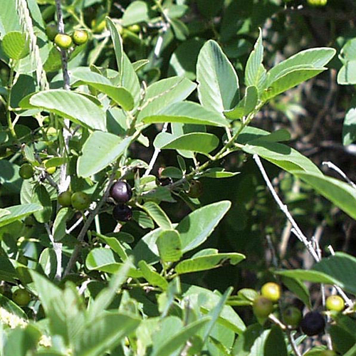 What We Know About Coyotillo | Publications | AgriLife Learn