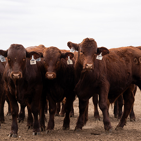 Rangeland Drought Management for Texans: Livestock Management ...