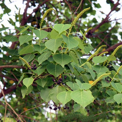 How to Take Out Tallow Trees: Individual Plant Treatment Leaf and Stem ...