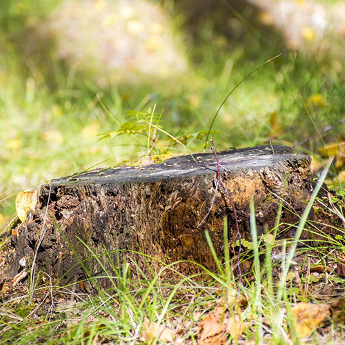 How to Avoid Lumps when Treating Cut Stumps: Individual Plant Treatment ...
