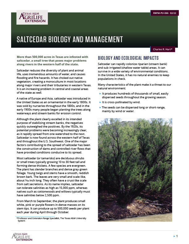 Saltcedar Biology and Management | Publications | AgriLife Learn