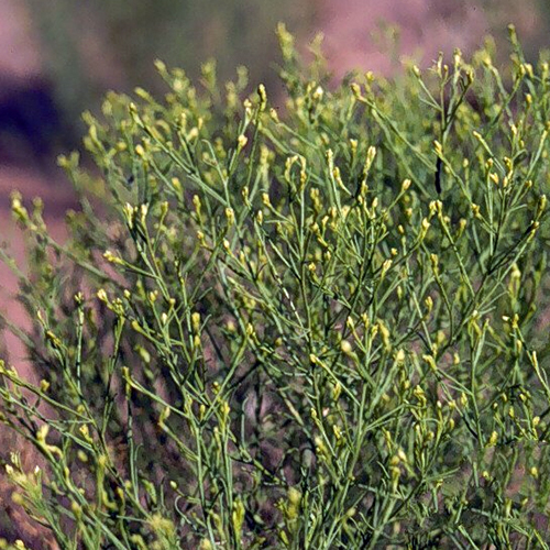 Weed Busters: How to Sweep Out Perennial Broomweed | Publications ...