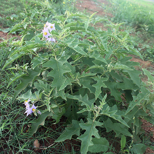Weed Busters: How to Take the Kick Out of Western Horse Nettle ...