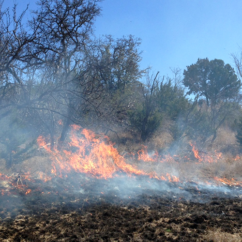 Understanding Wildfire Response | Publications | AgriLife Learn