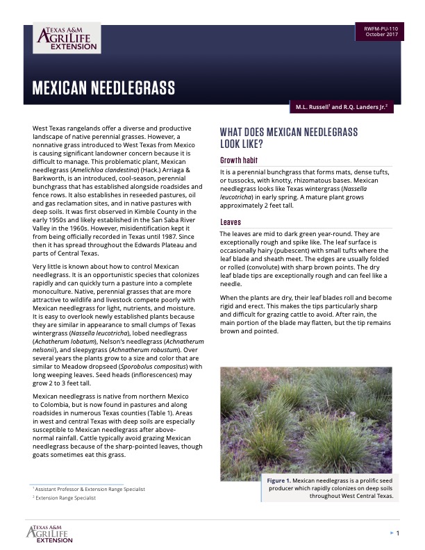 Mexican Needlegrass | Publications | AgriLife Learn