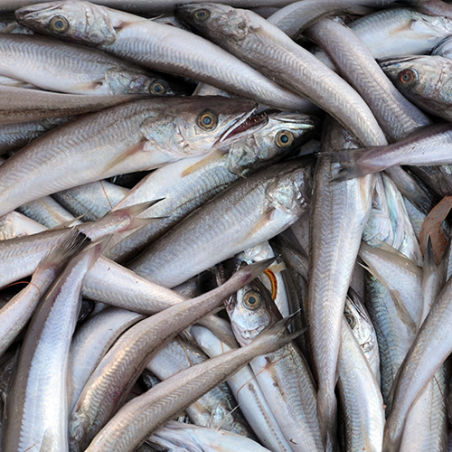 My Fish Have....Grubs? | Publications | AgriLife Learn