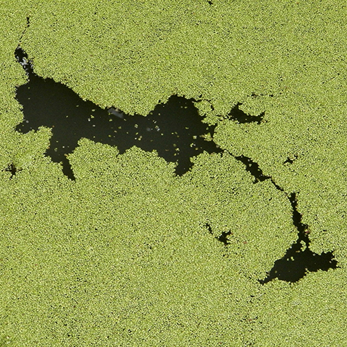 Identification and Control of Duckweed & Watermeal | Publications ...