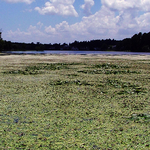Aquatic Vegetation Prevention | Publications | AgriLife Learn