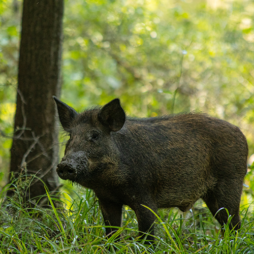 Managing Feral Hogs on School Grounds: An Integrated Pest Management ...