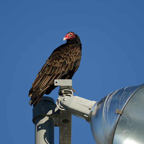 Managing Urban Vultures in Proximity to Humans | Publications | AgriLife Learn
