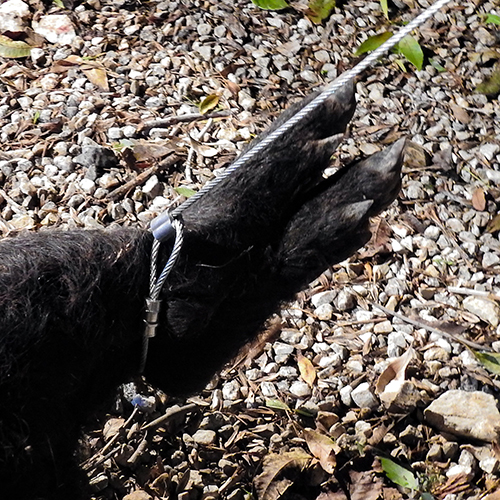 Feral Hog Pullers | Publications | AgriLife Learn