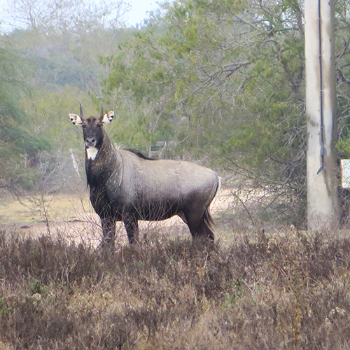 Nilgai Fact Sheet | Publications | AgriLife Learn