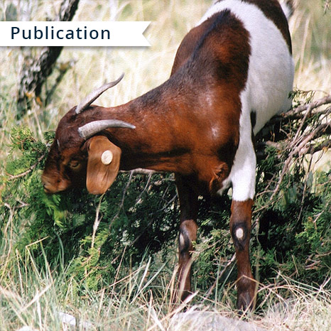 Animals & Livestock | Texas A&M AgriLife Learn
