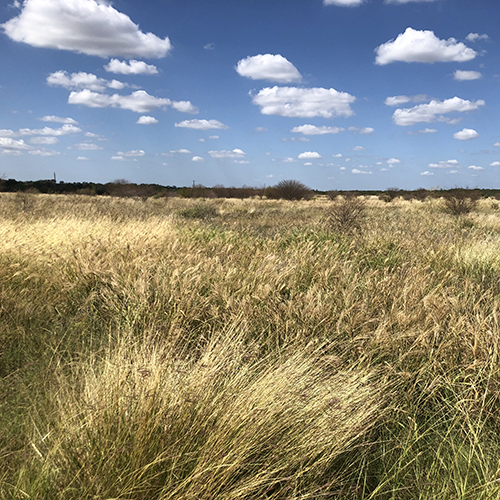 Buffelgrass on South Texas Rangelands | Publications | AgriLife Learn