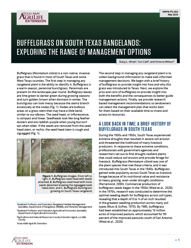 Buffelgrass on South Texas Rangelands | Publications | AgriLife Learn