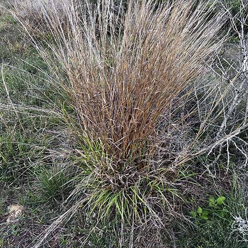 The Texas Rangeland Plant Identification Guide: Tanglehead ...