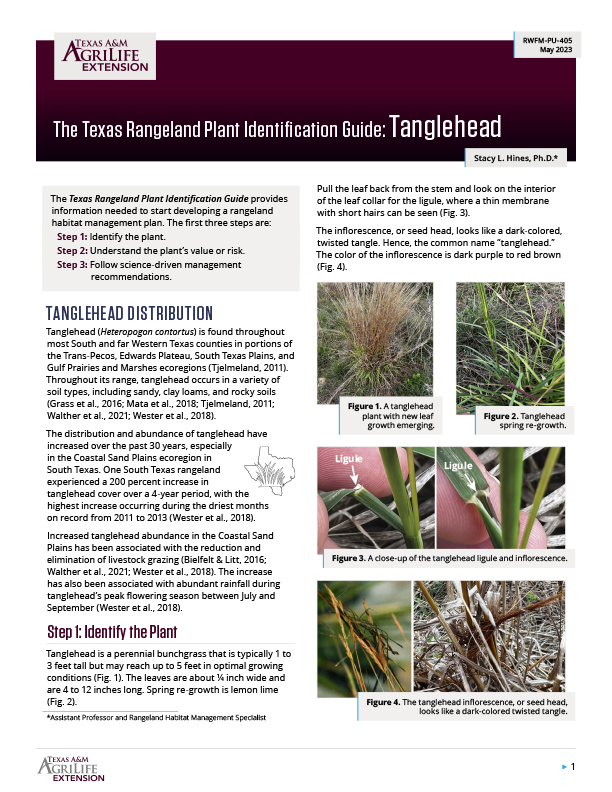 The Texas Rangeland Plant Identification Guide: Tanglehead ...