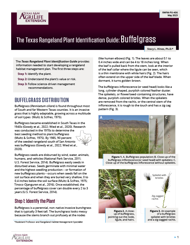 The Texas Rangeland Plant Identification Guide: Buffelgrass ...