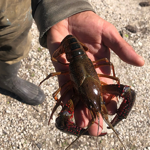 Texas Crawfish Production Manual | Publications | AgriLife Learn
