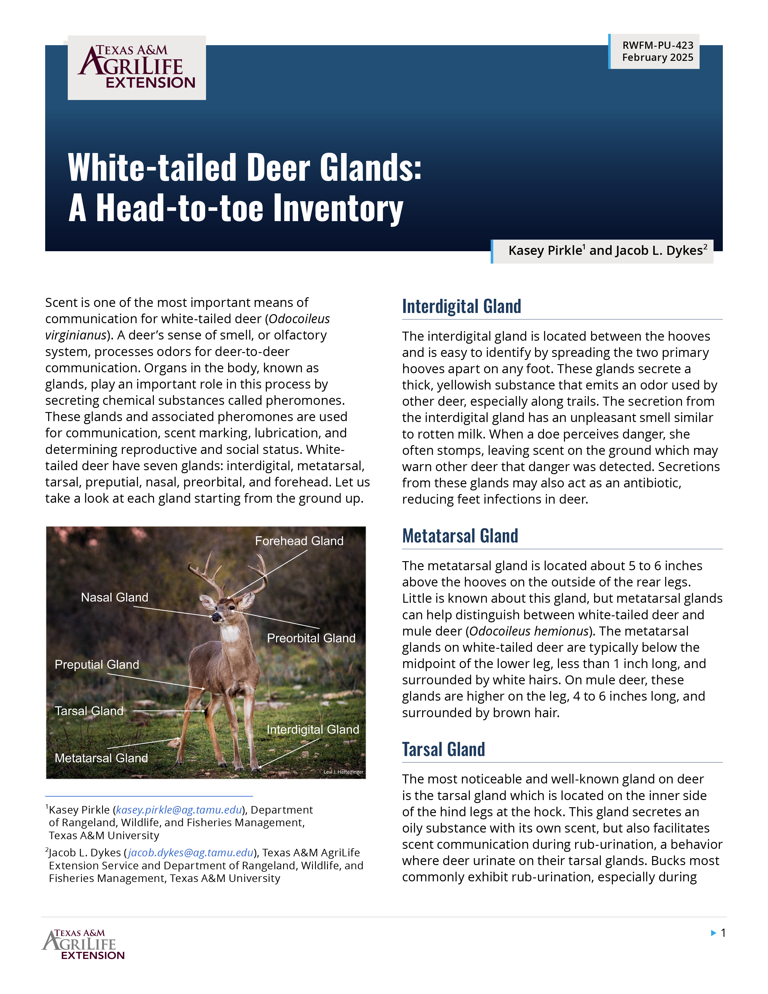 White-tailed Deer Glands: A Head-to-toe Inventory | Publications ...