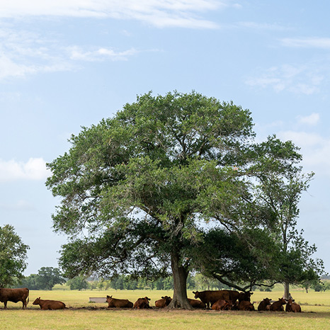 LearnNow: Ranch Management University | Courses | AgriLife Learn