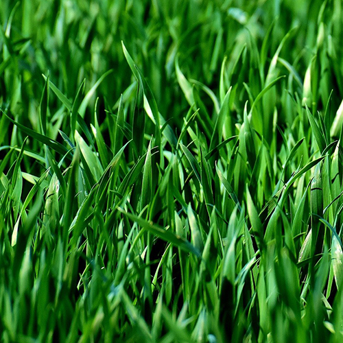 Thatch Management for Home Lawns | Publications | AgriLife Learn