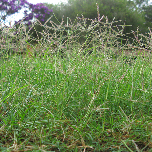Forage Bermudagrass: Selection, Establishment and Management ...
