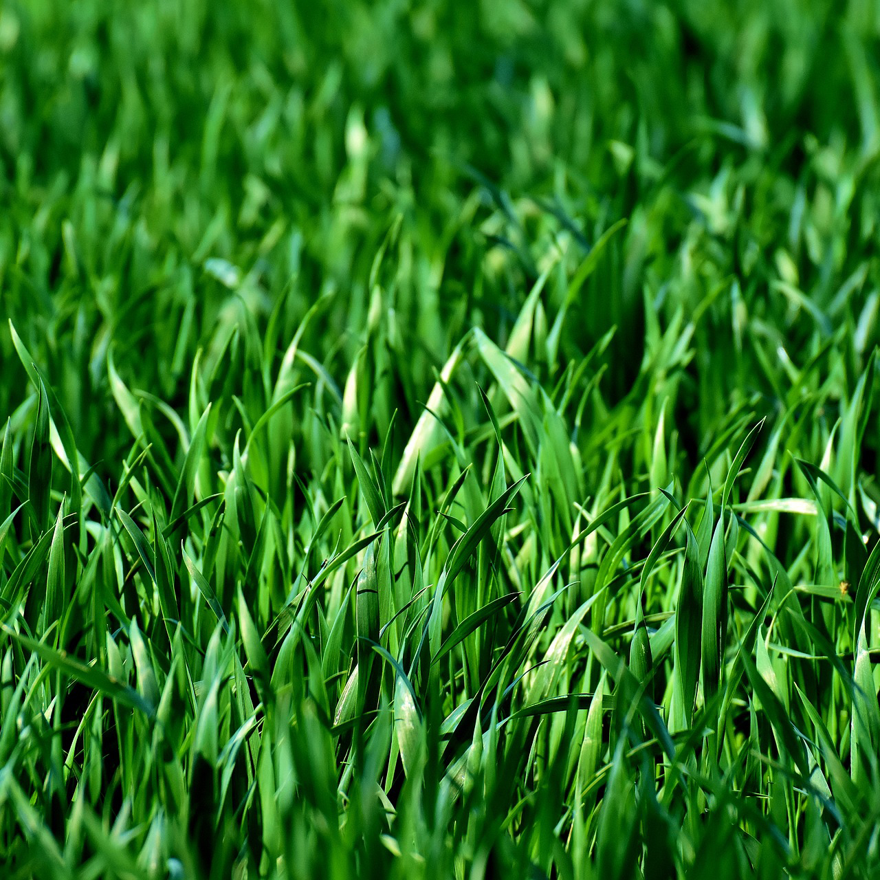 Establishing Cool-Season Annual Grasses | Publications | AgriLife Learn